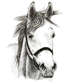 Uncle Nev's Trial Rides - Australia Wine ToursAustralia Wine Tours