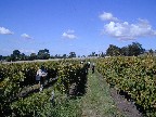MT. CHARLIE WINERY - Australia Wine ToursAustralia Wine Tours
